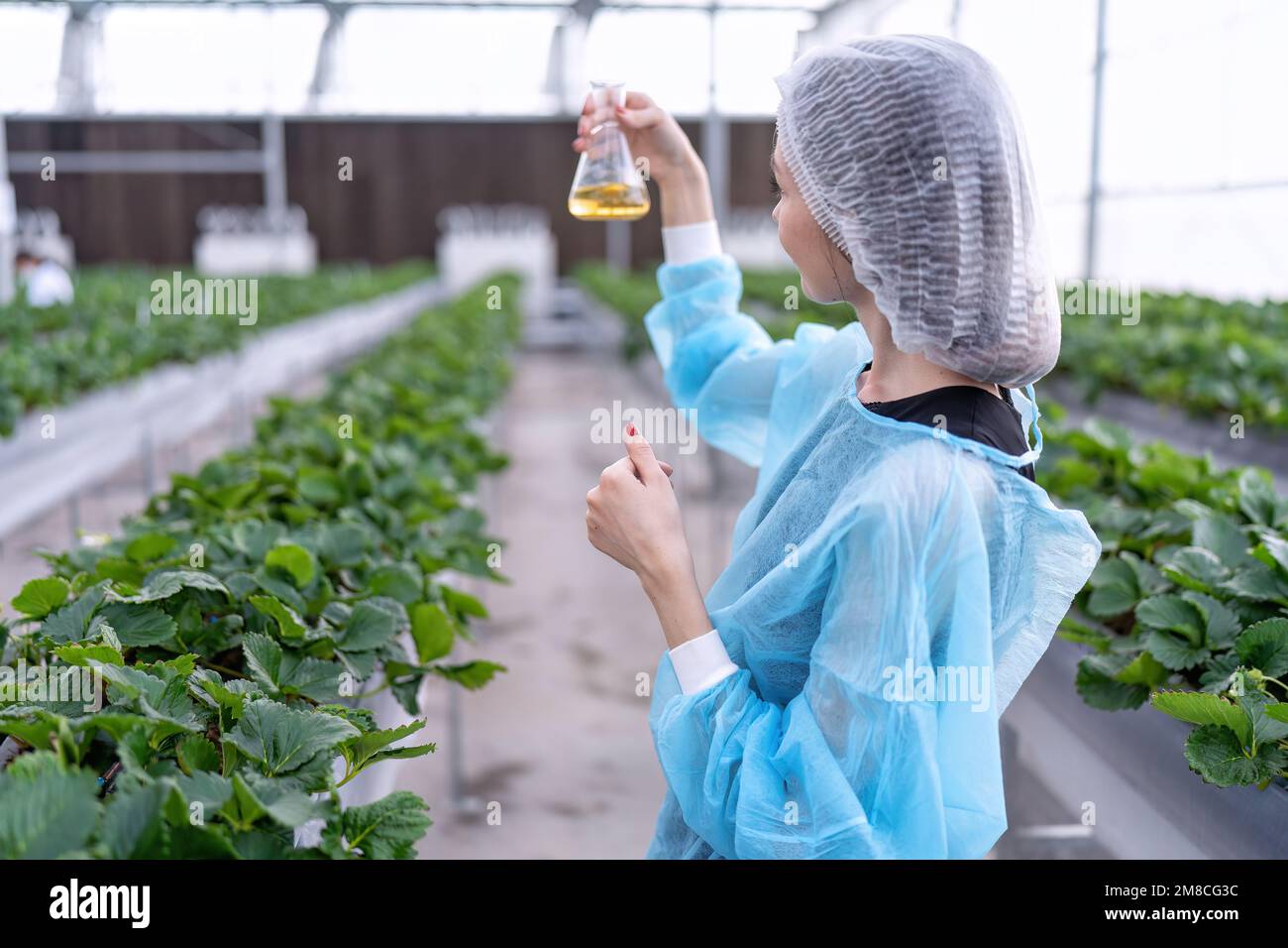 Fruit researcher in greenhouse hydroponic farming test natural liquid ...