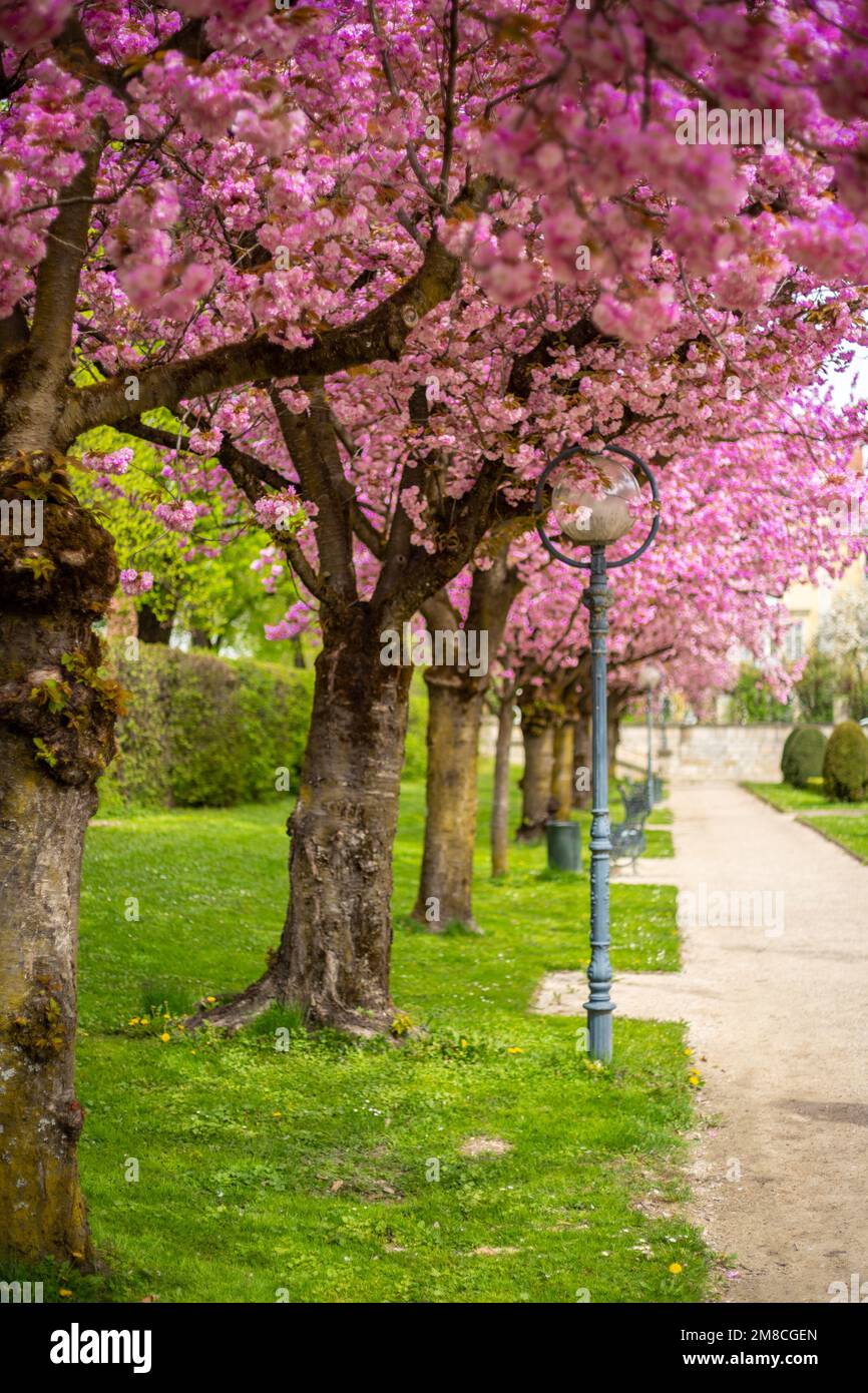 cherry blooming flower pink Asia anime blossom spring park Japan ...