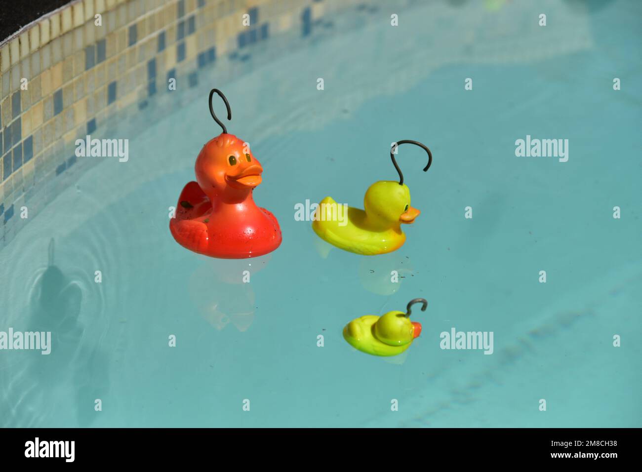 Duck in swimming pool hi-res stock photography and images - Alamy