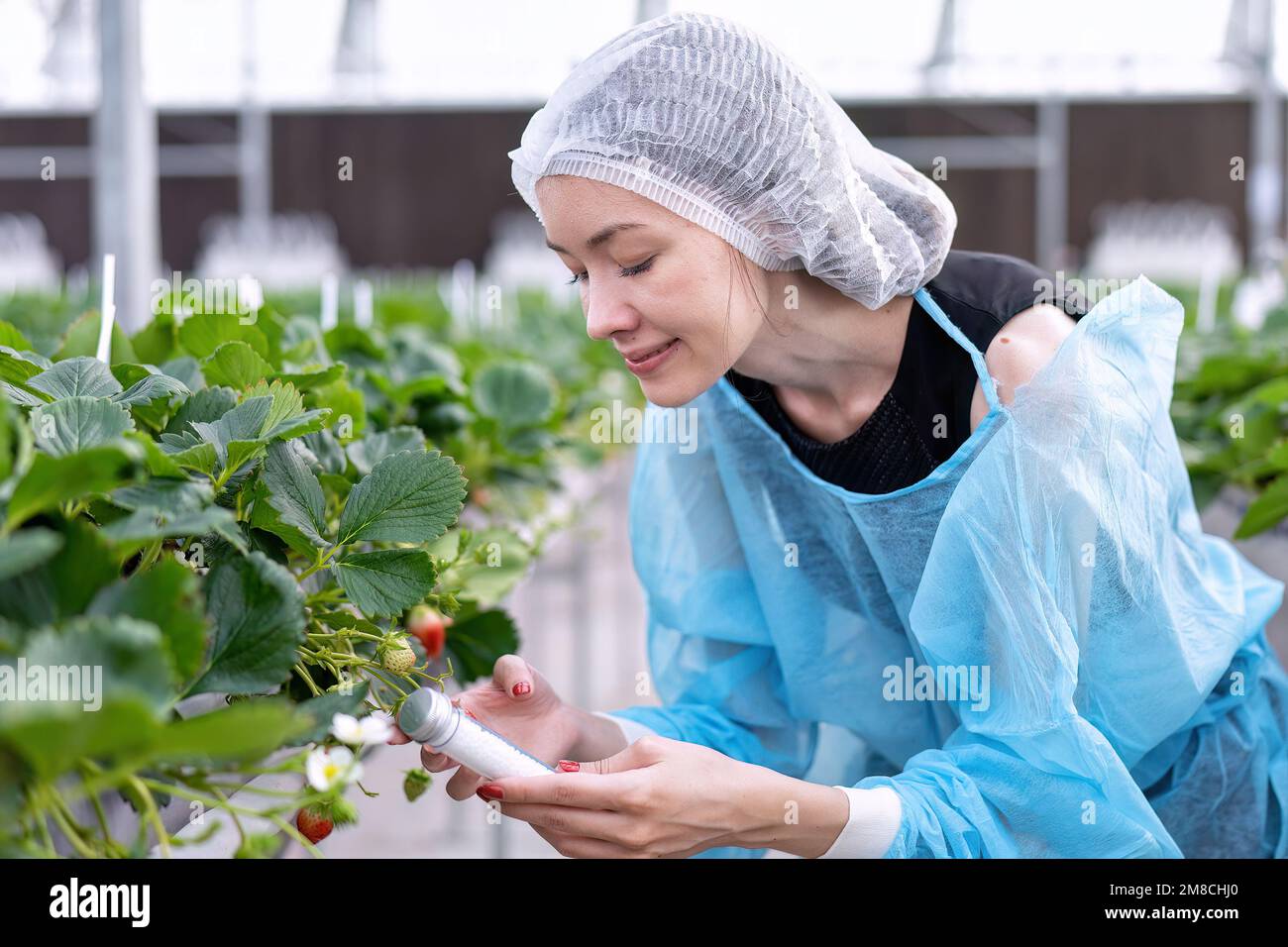 Fruit researcher in greenhouse hydroponic farming test natural ...