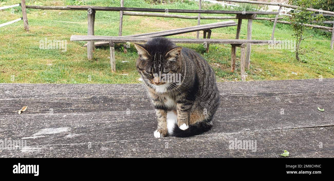the sitting cat carefully observes what is happening Stock Photo - Alamy