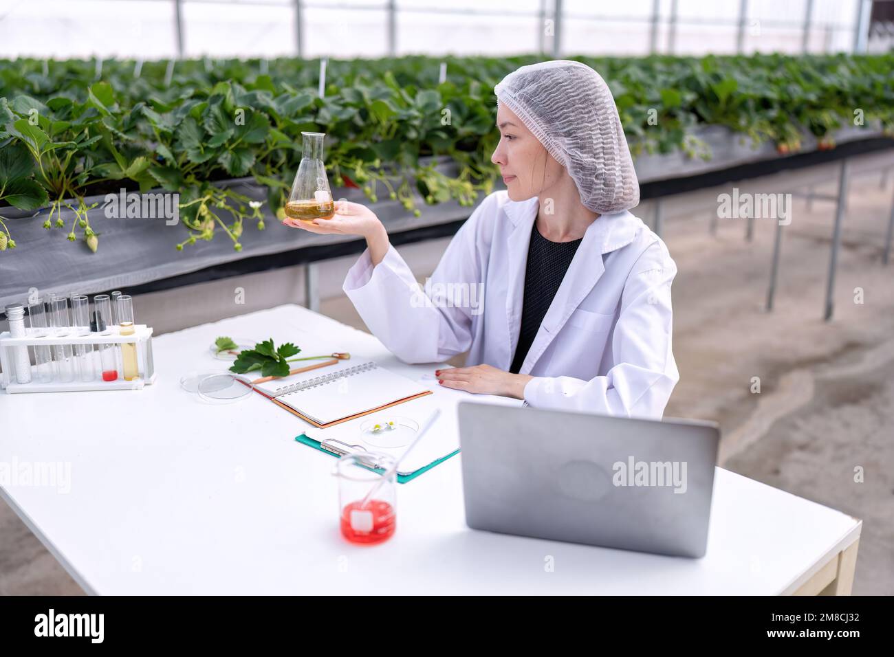 Researcher in greenhouse farming lab take sample of flower and leave ...