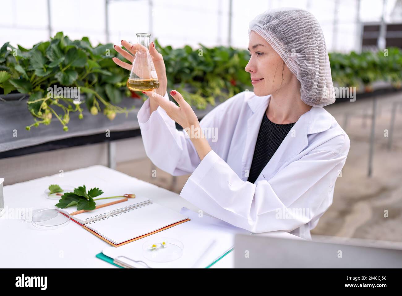 Researcher in greenhouse farming lab take sample of flower and leave ...