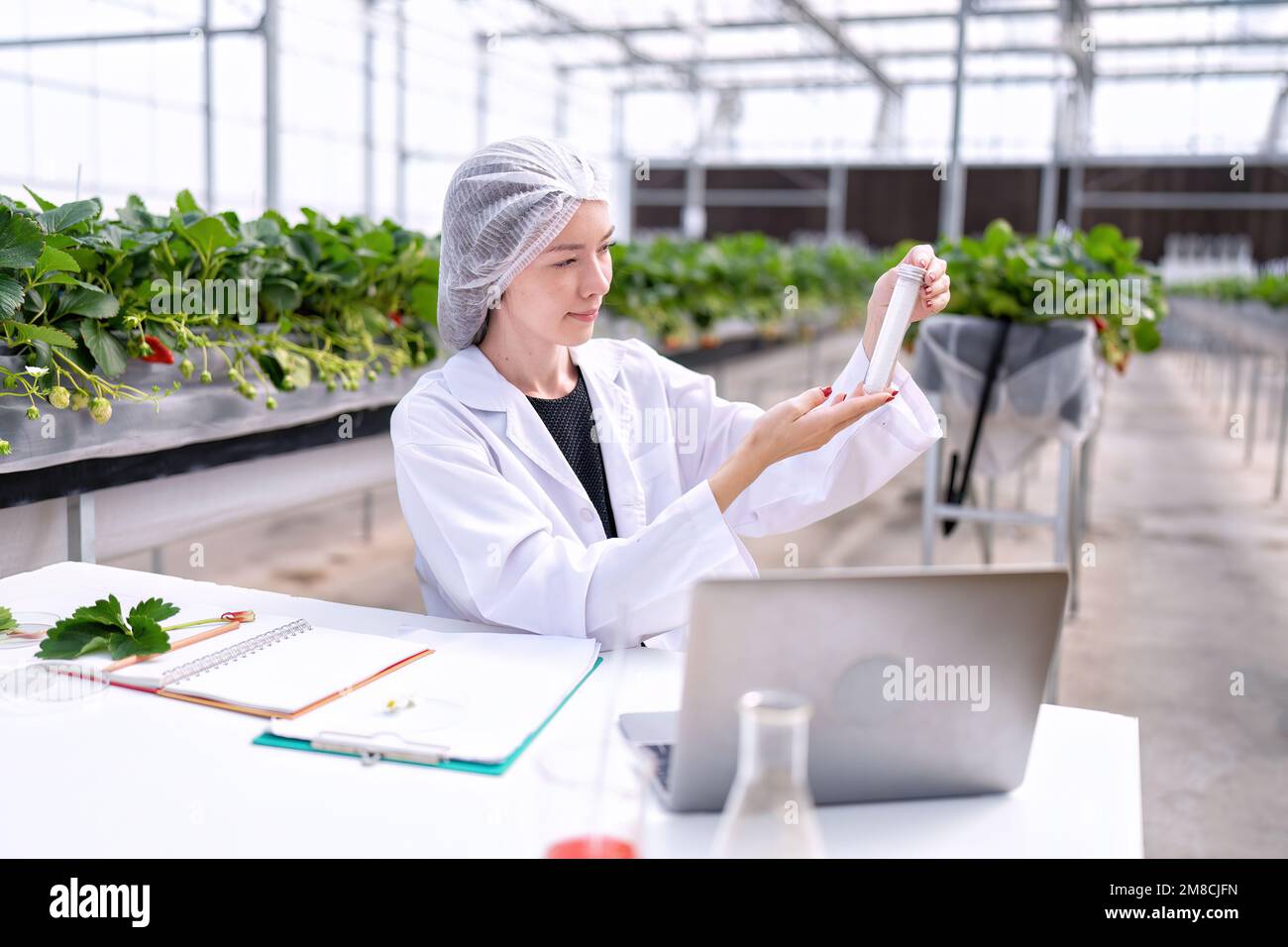 Fruit researcher in greenhouse hydroponic farming test natural ...