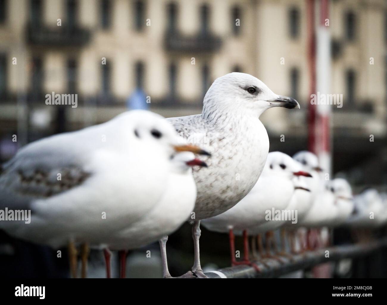 Seagull perching on railing hi-res stock photography and images - Alamy