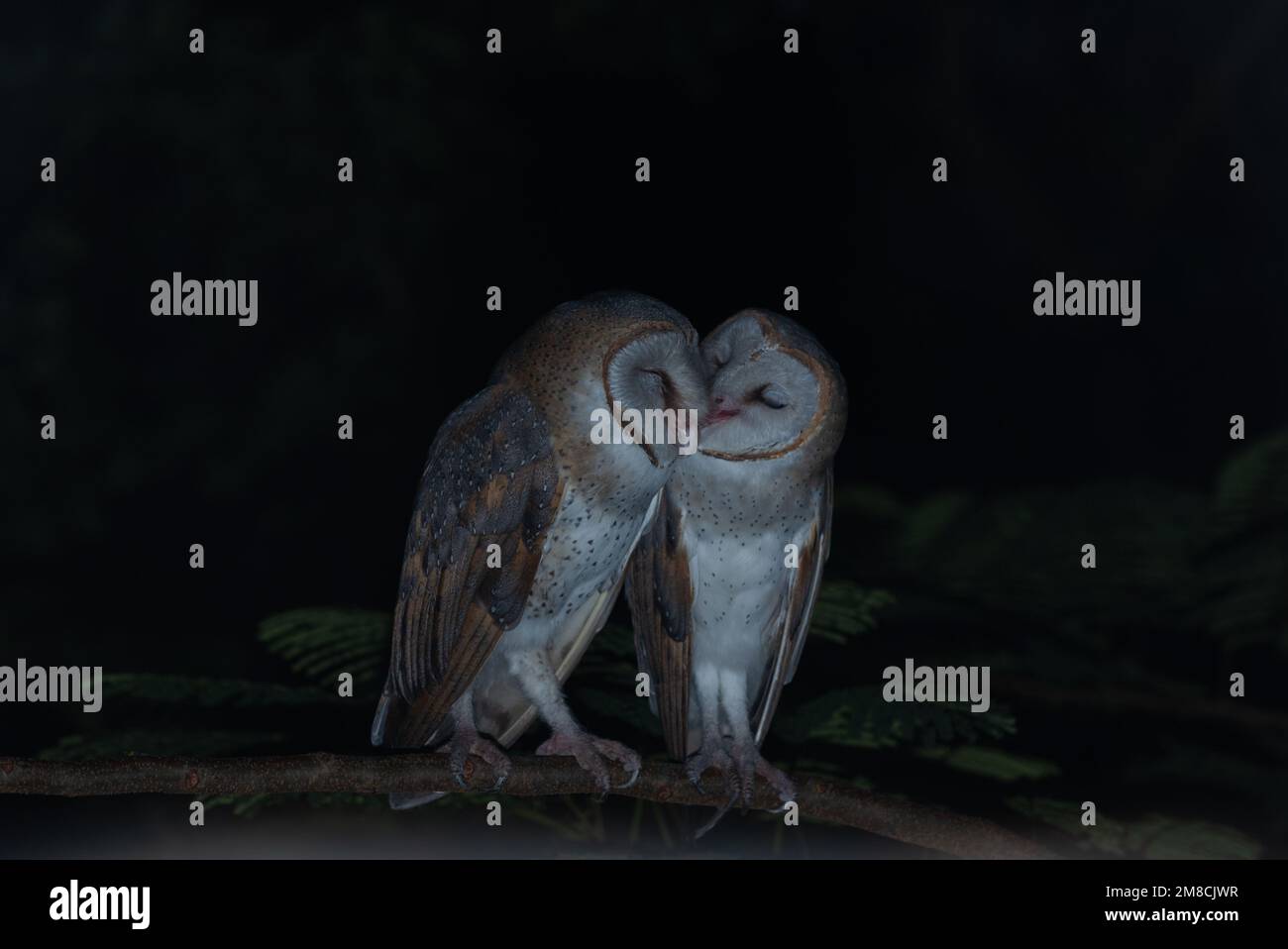 Pair of barn owl kissing each other Stock Photo - Alamy