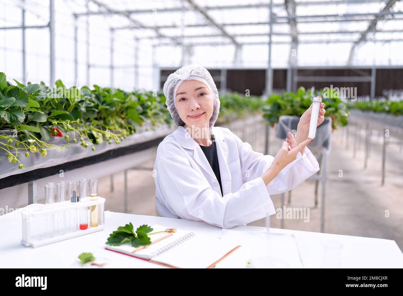 Fruit researcher in greenhouse hydroponic farming test natural ...