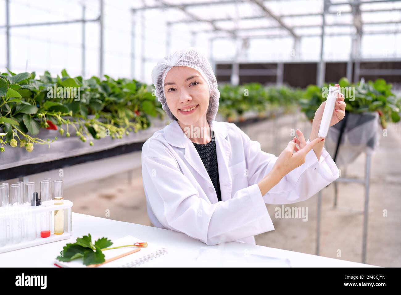 Fruit researcher in greenhouse hydroponic farming test natural ...