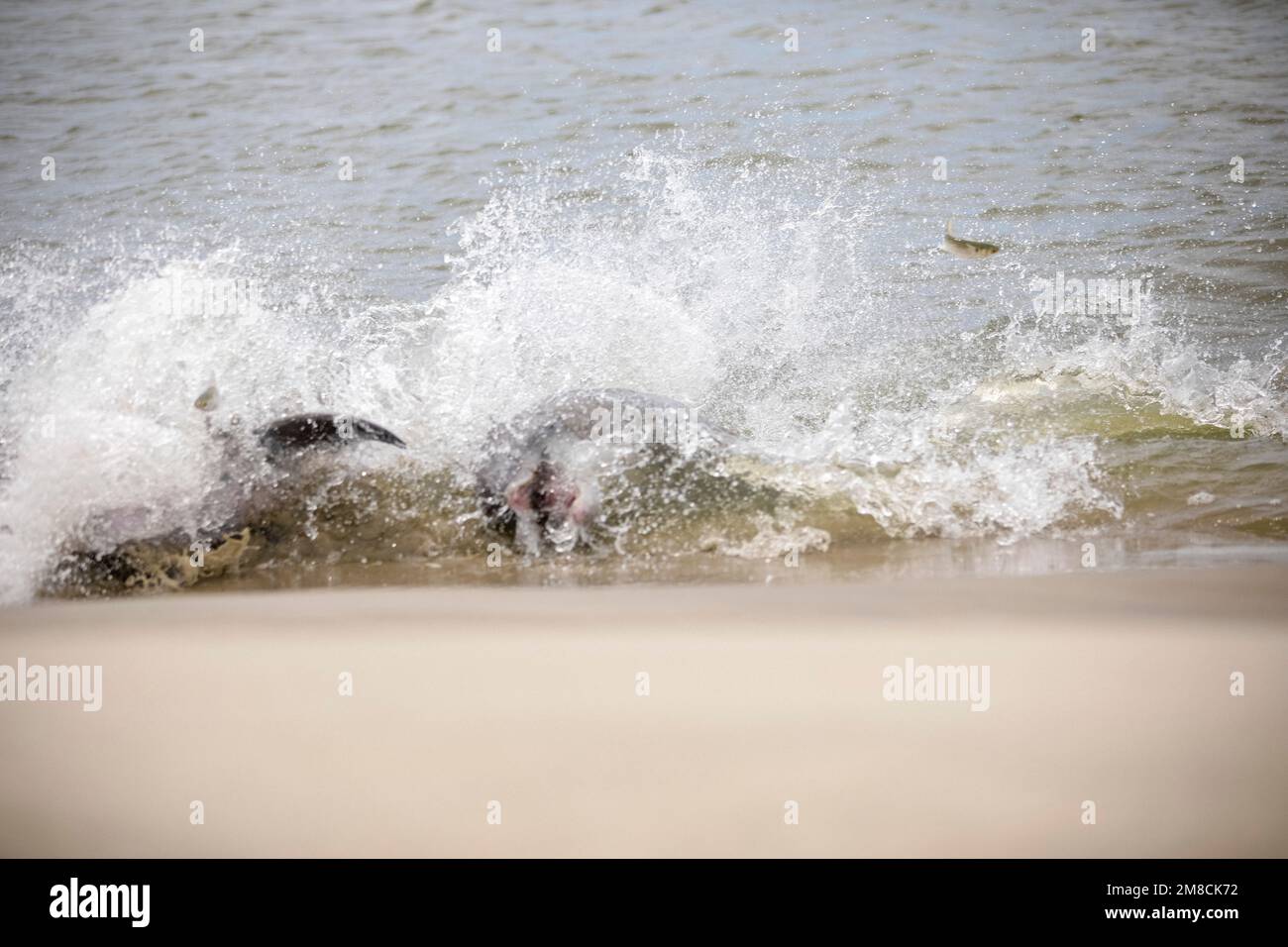common bottlenose dolphin, Tursiops truncatus, strand feeding on ...
