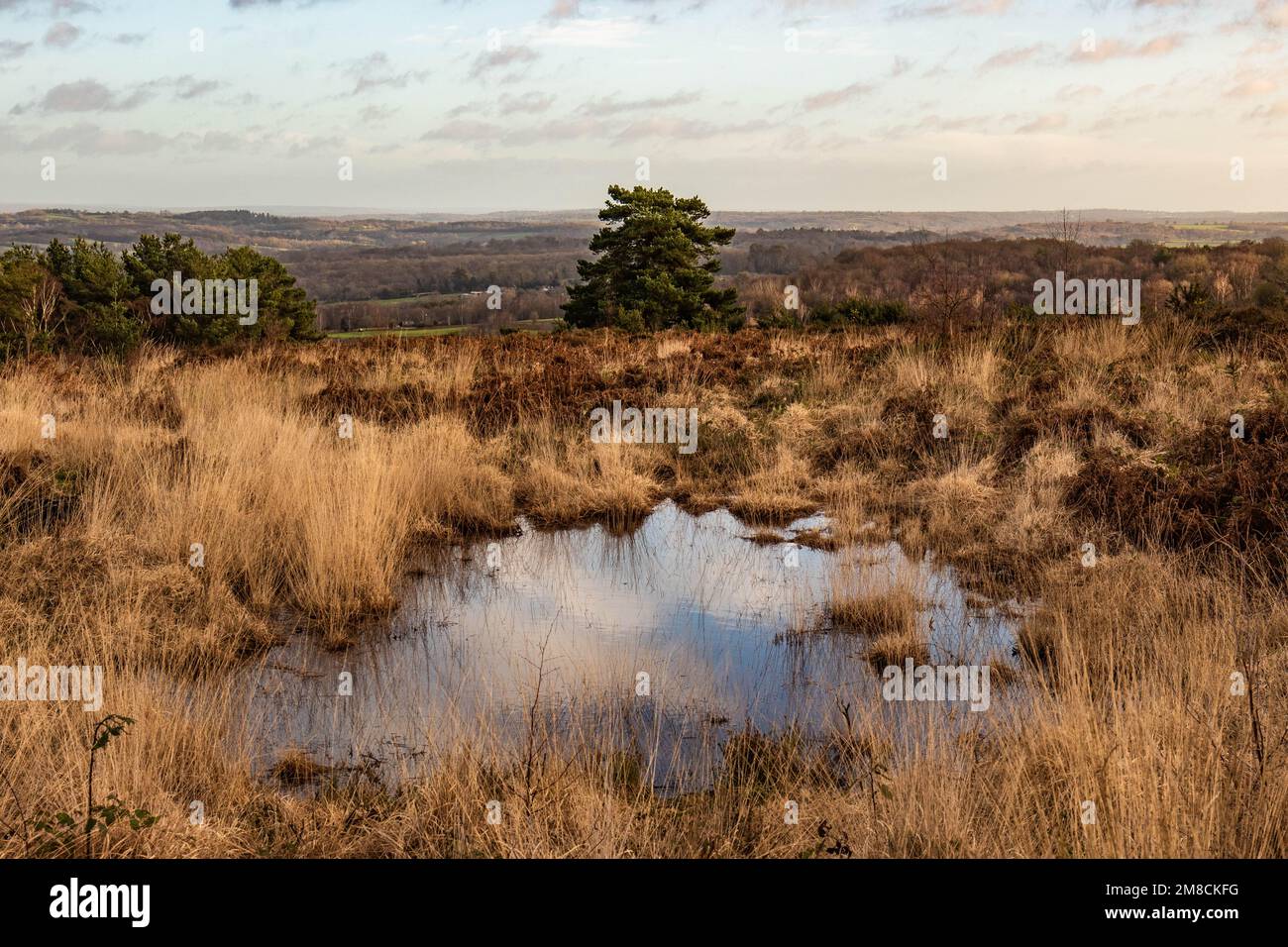 Beautiful rural nature pond overlooking Ashdown forest Stock Photo - Alamy