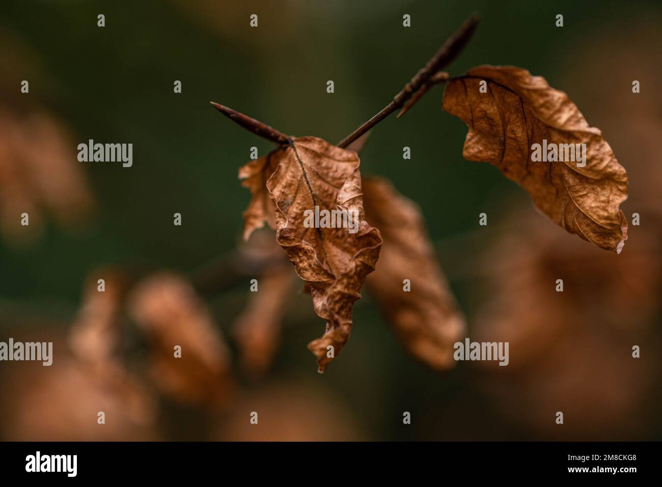 Dried leaves on branch close up abstract nature background abstract ...