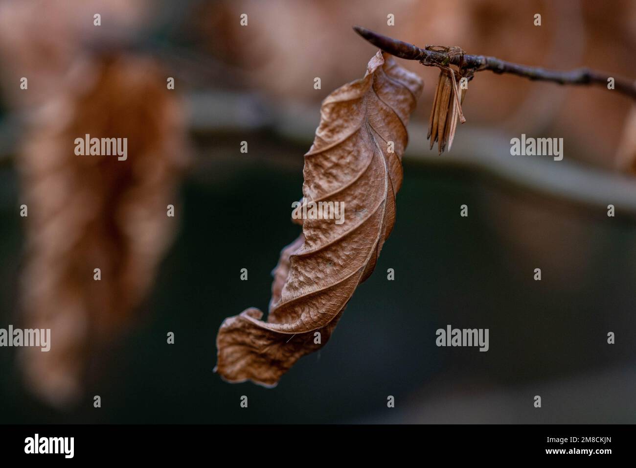 Dried leaves on branch close up abstract nature background abstract ...