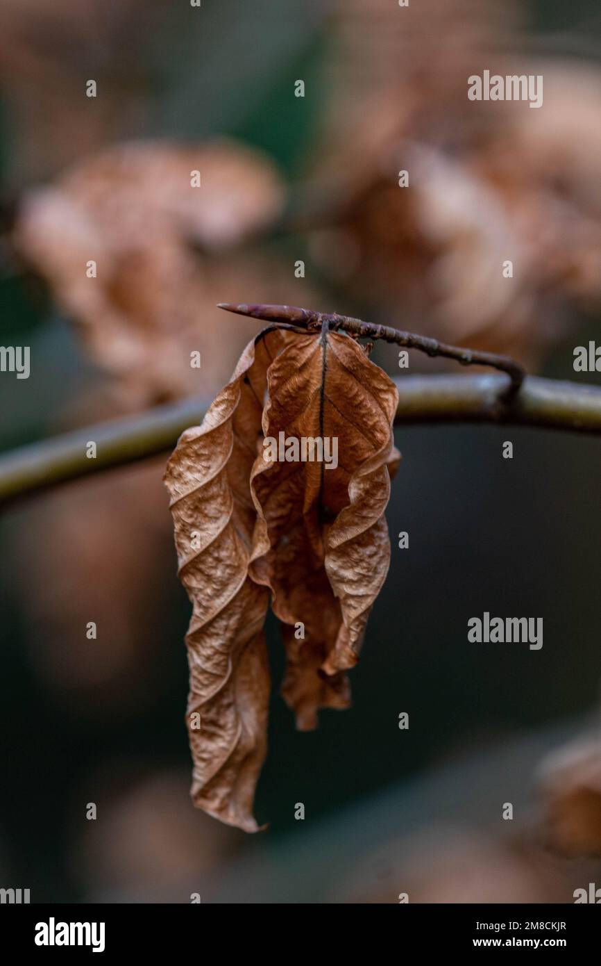 Dried leaves on branch close up abstract nature background abstract ...