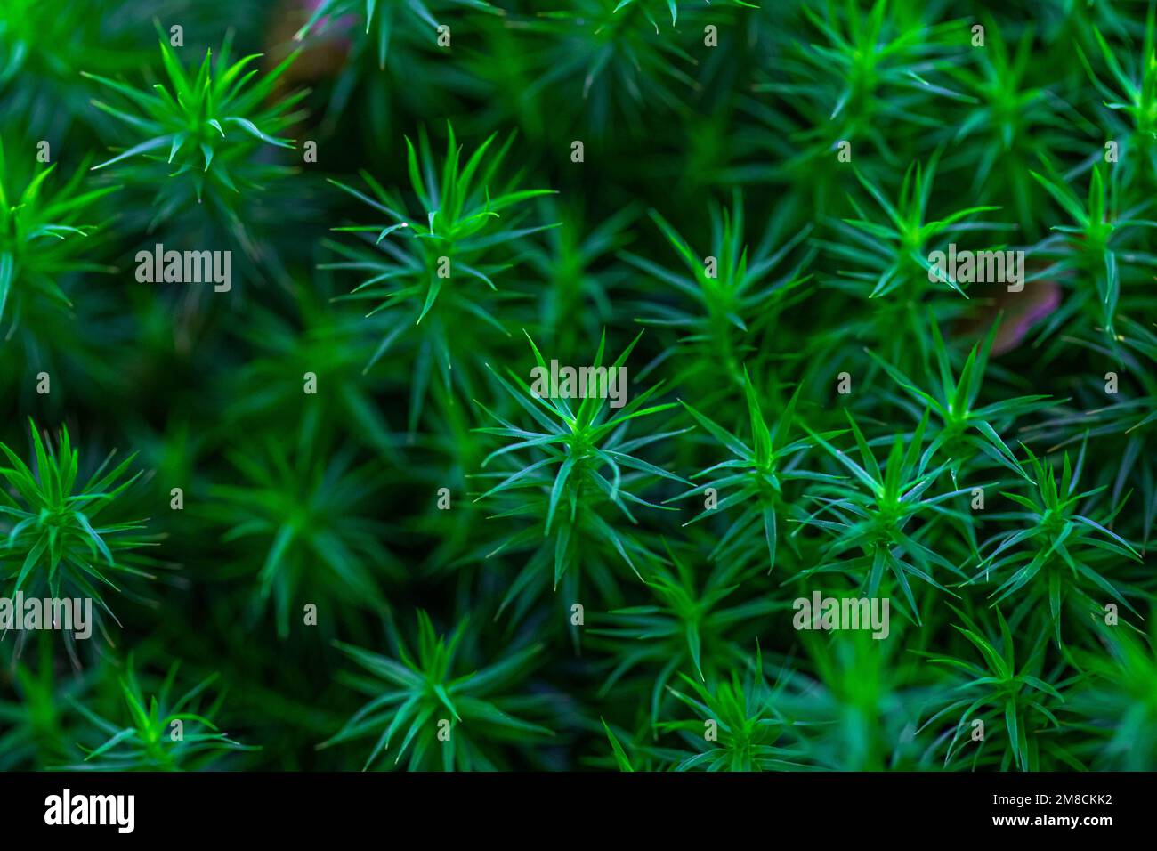 Up close Polytrichum formosum plant growth on rock graphic resource ...