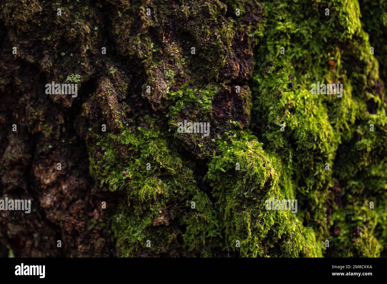 Lush mossy tree bark texture background Stock Photo - Alamy