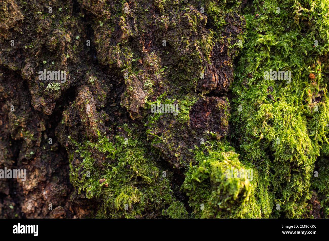 Lush mossy tree bark texture background Stock Photo - Alamy