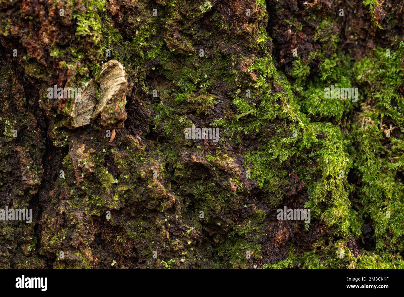 Lush mossy tree bark texture background Stock Photo - Alamy