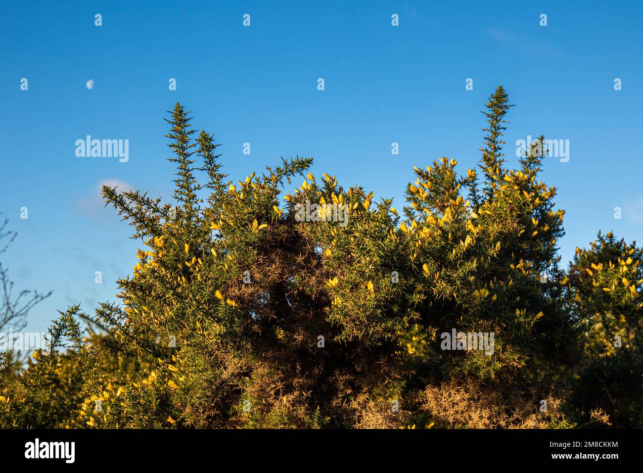Common gorse bush with yellow flowers against blue sky on a sunny day ...
