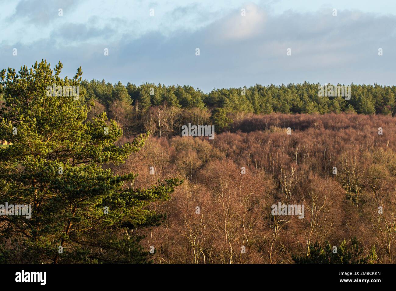 Tranquil forest and hills on a sunny day landscape zen nature ...