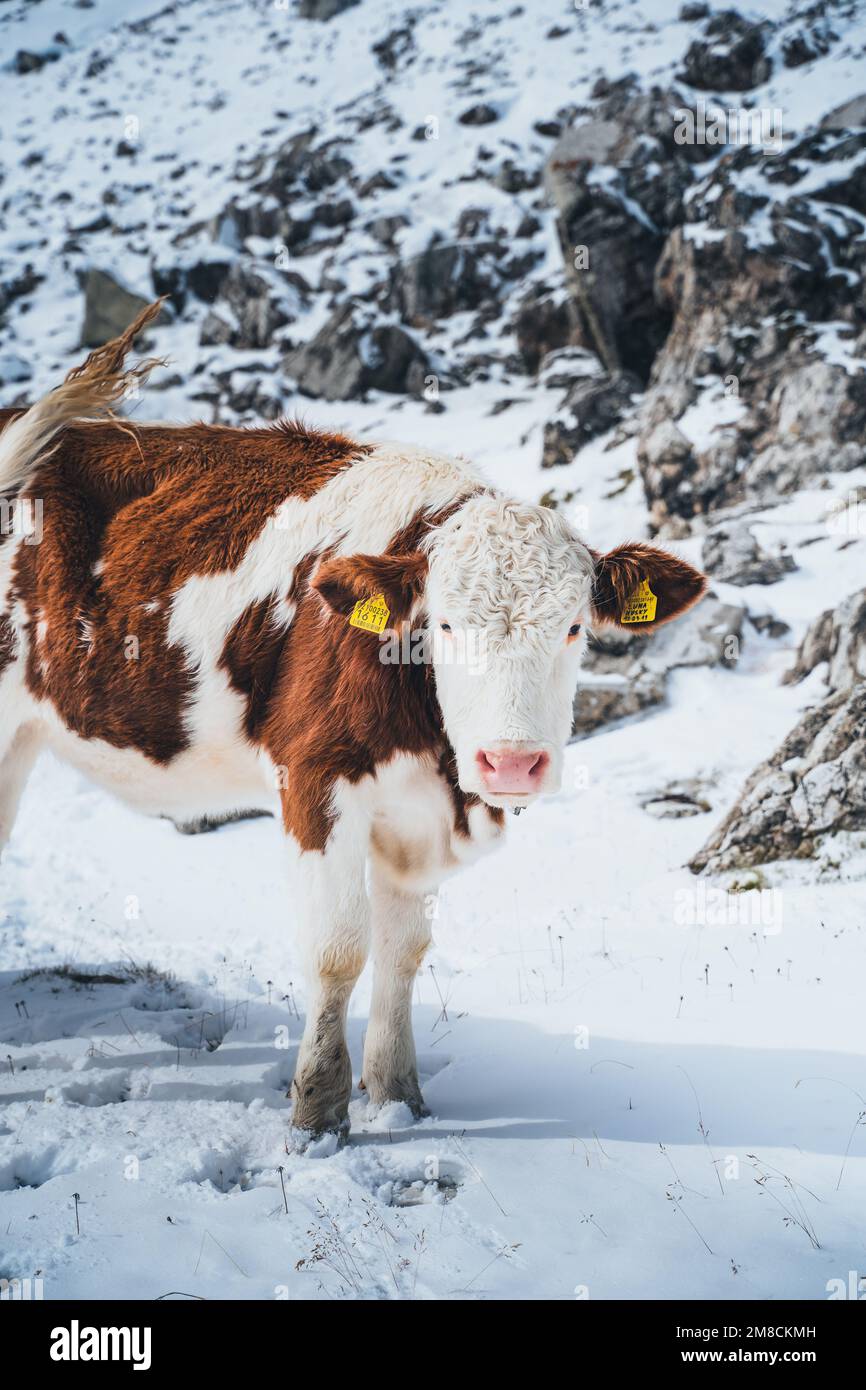 Sharp mountain peaks with snow hi-res stock photography and images - Alamy