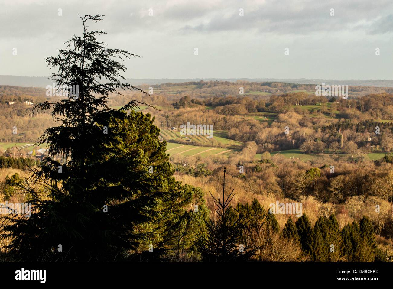 Tranquil forest and hills on a sunny day landscape zen nature ...