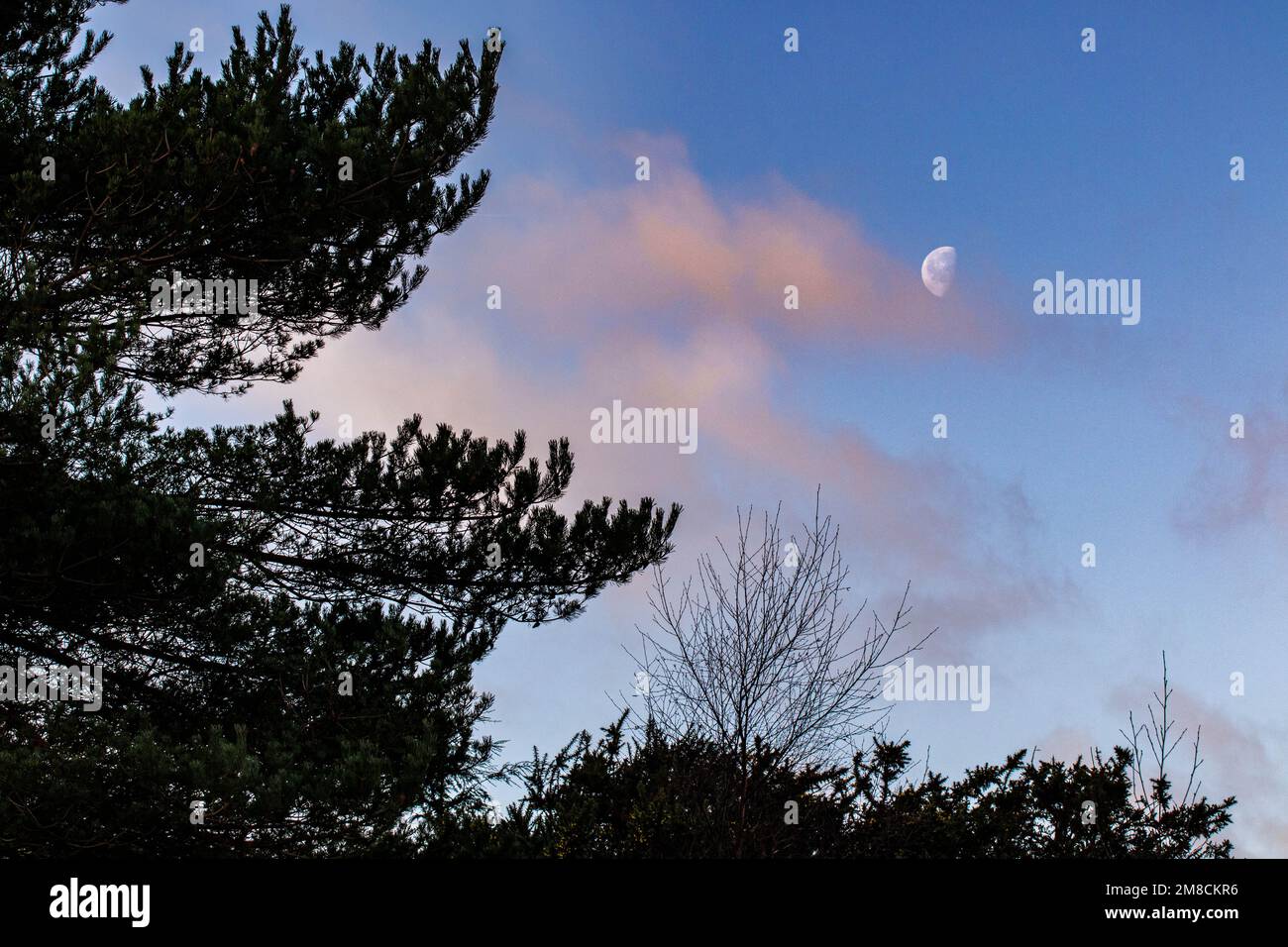 Beautiful half moon cloud in Pink and blue sky behind tree silhouette ...