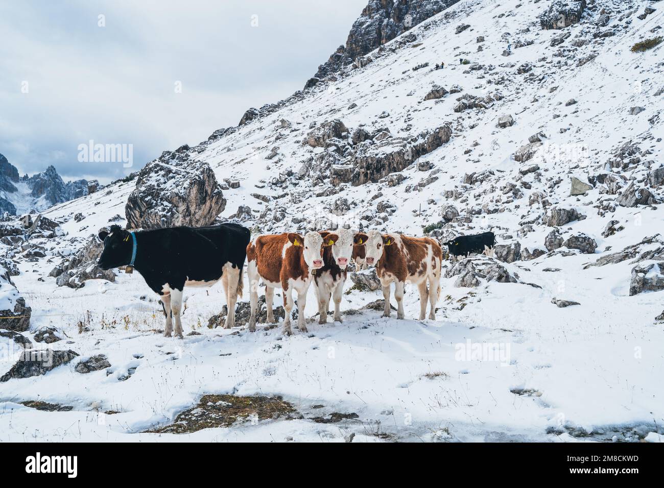Cow in the Italian Dolomites in the Snow Stock Photo - Alamy