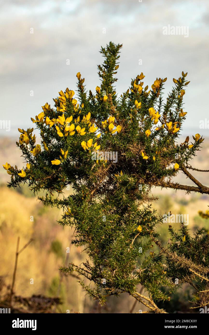 Common gorse bush and flowers up close in front of the moors on a sunny ...