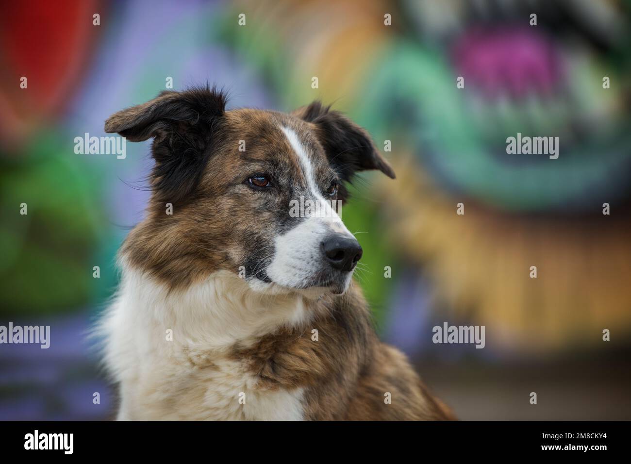 Adult border collie dog on colorful background looking to the camera ...