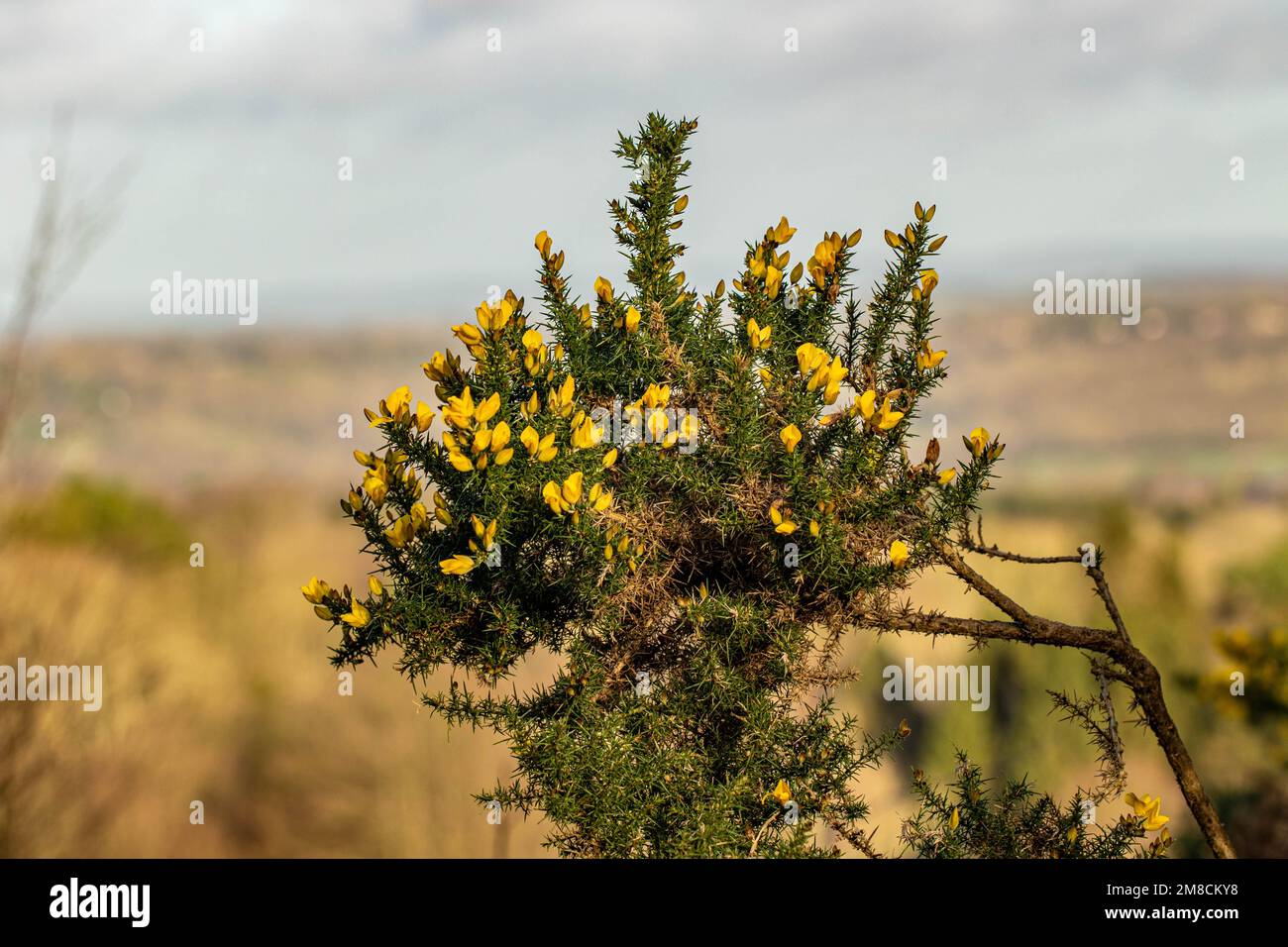Common gorse bush and flowers up close in front of the moors on a sunny ...