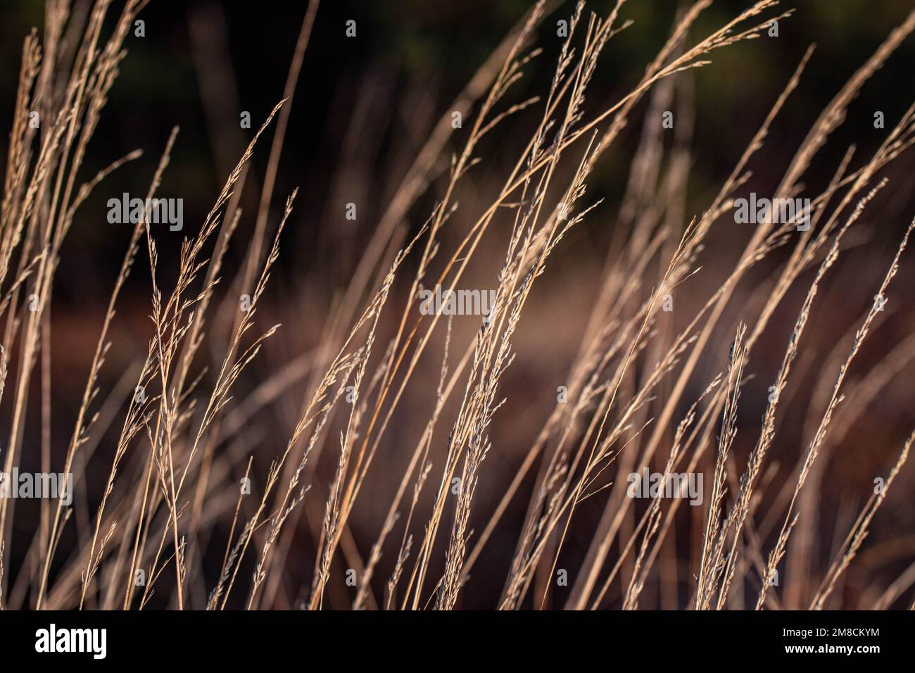 Golden grass blowing in the wind in spring background Stock Photo - Alamy