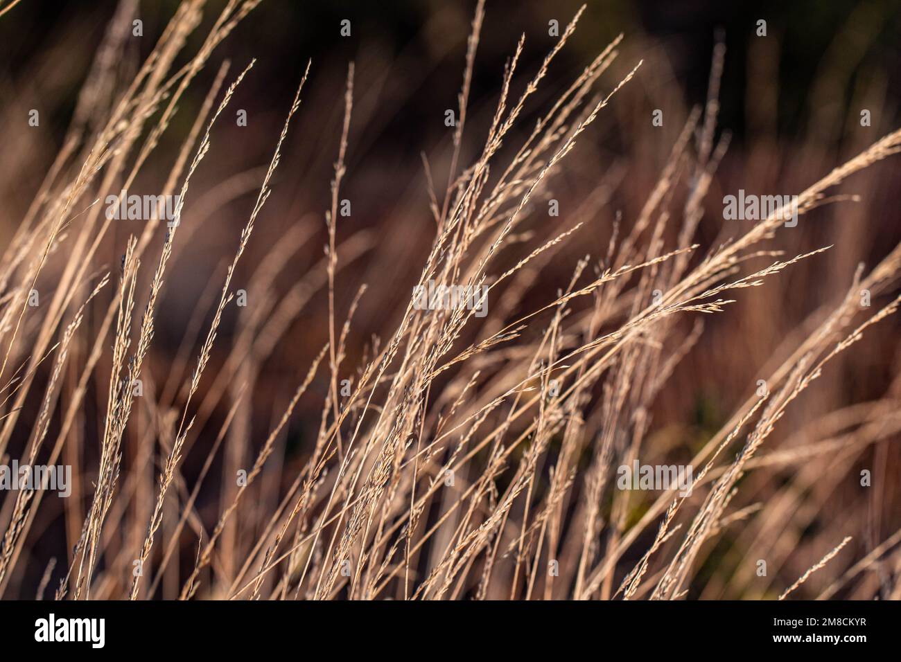 Golden grass blowing in the wind in spring background Stock Photo - Alamy