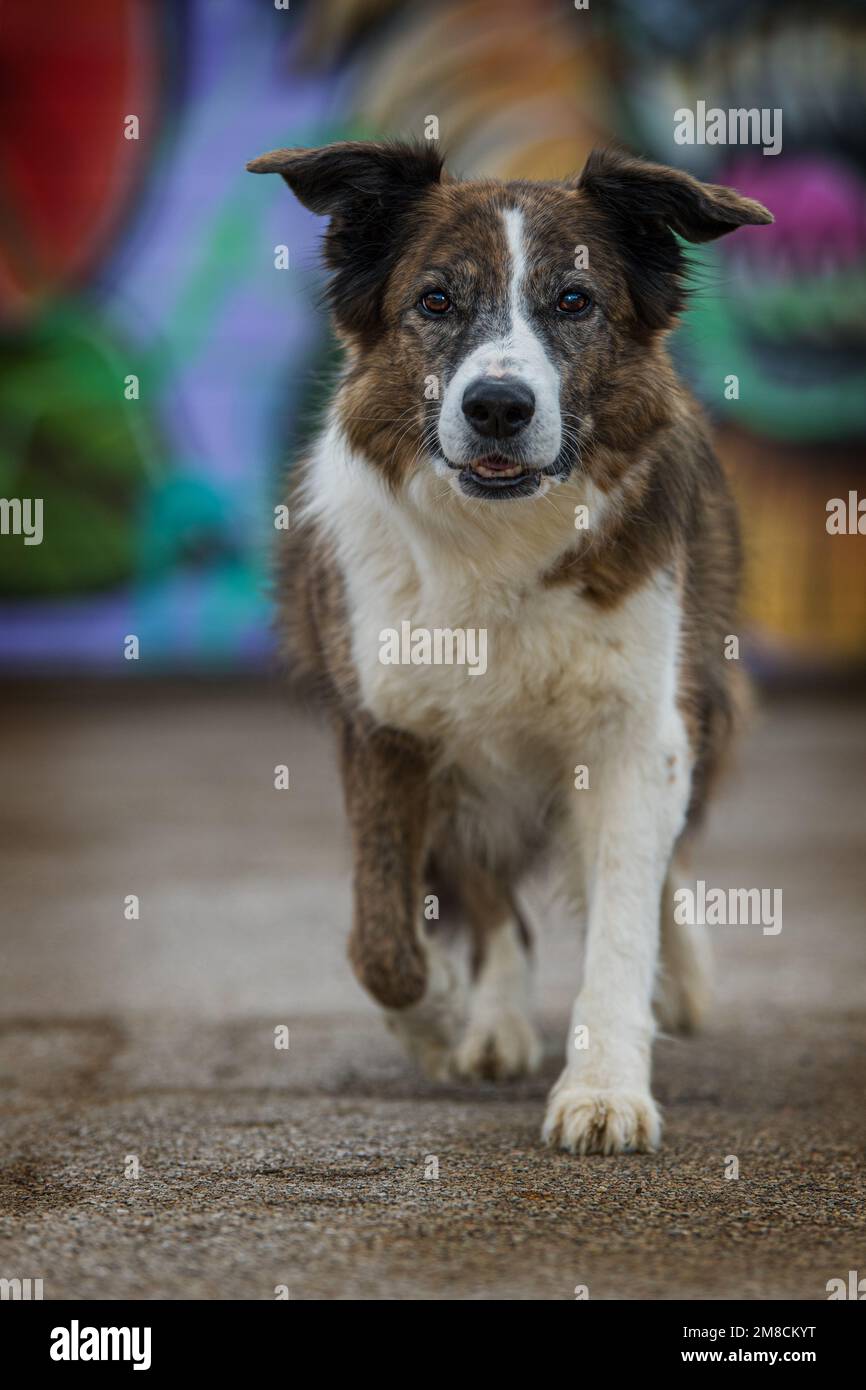 Adult border collie dog on colorful background looking to the camera ...