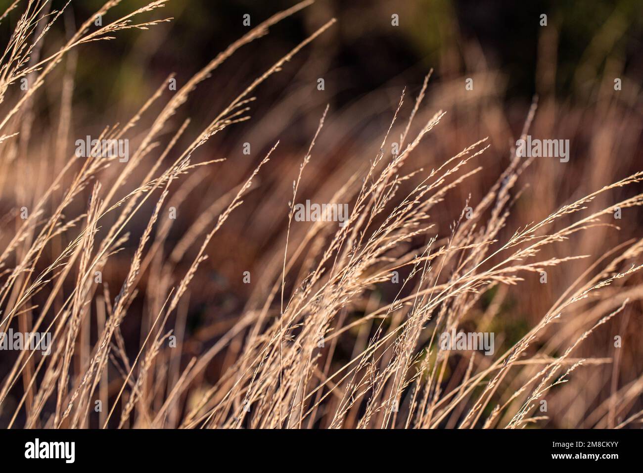Golden grass blowing in the wind in spring background Stock Photo - Alamy
