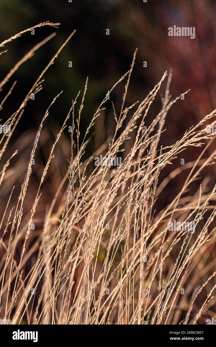 Golden grass blowing in the wind in spring background Stock Photo - Alamy