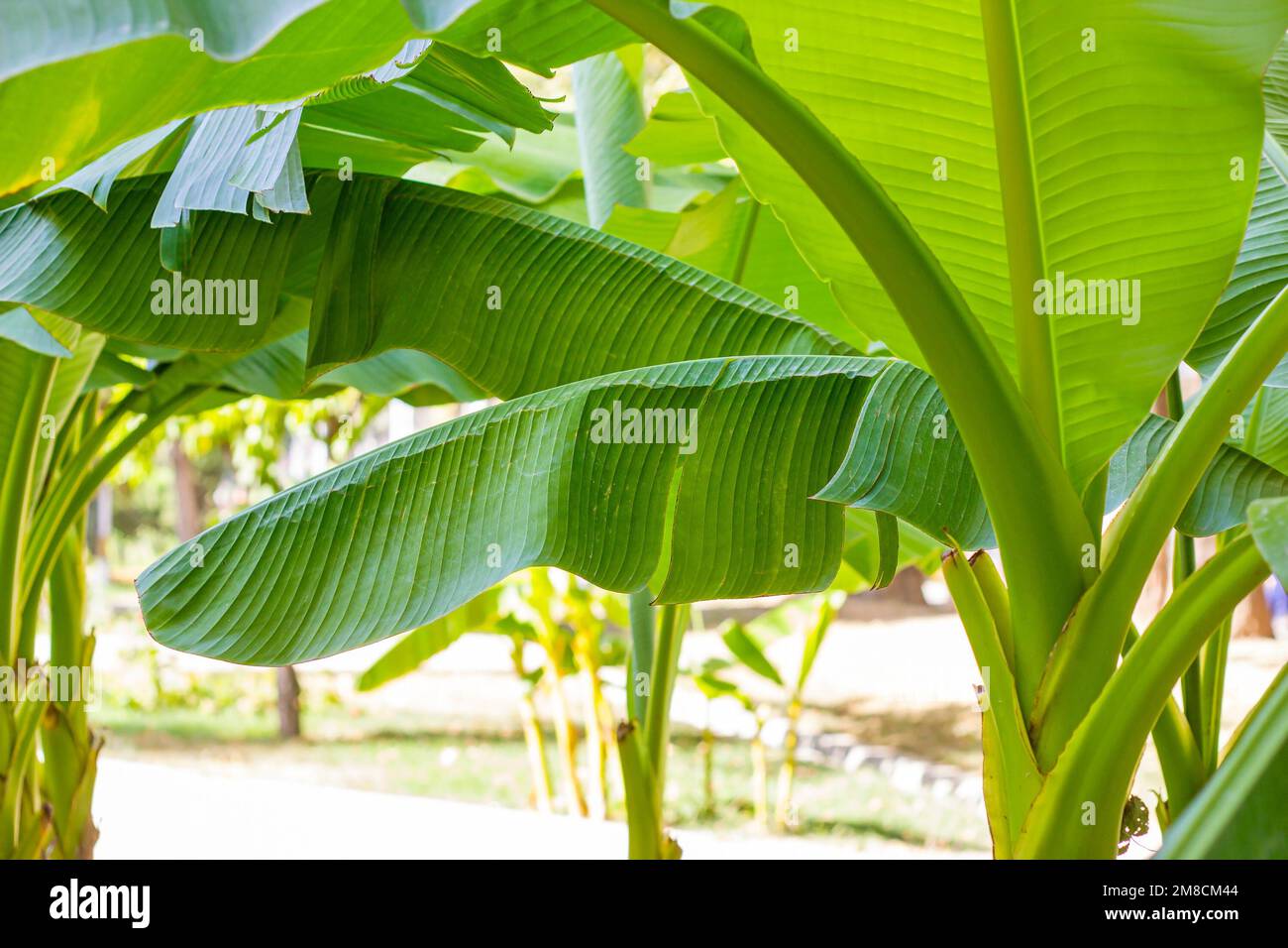 Banana tree leaves hi-res stock photography and images - Alamy
