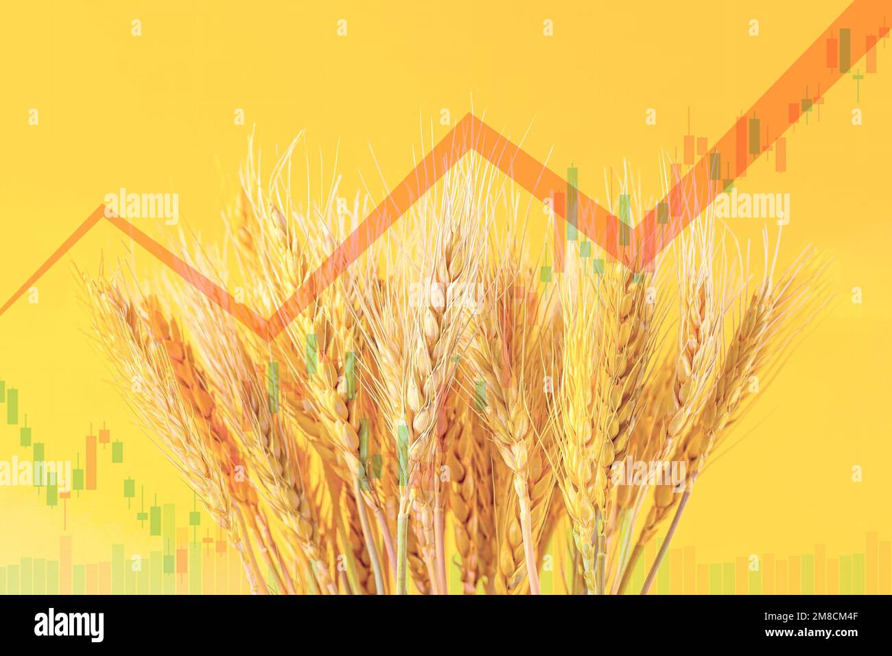 Many wheat ears on yellow background with red ascending arrow as a ...