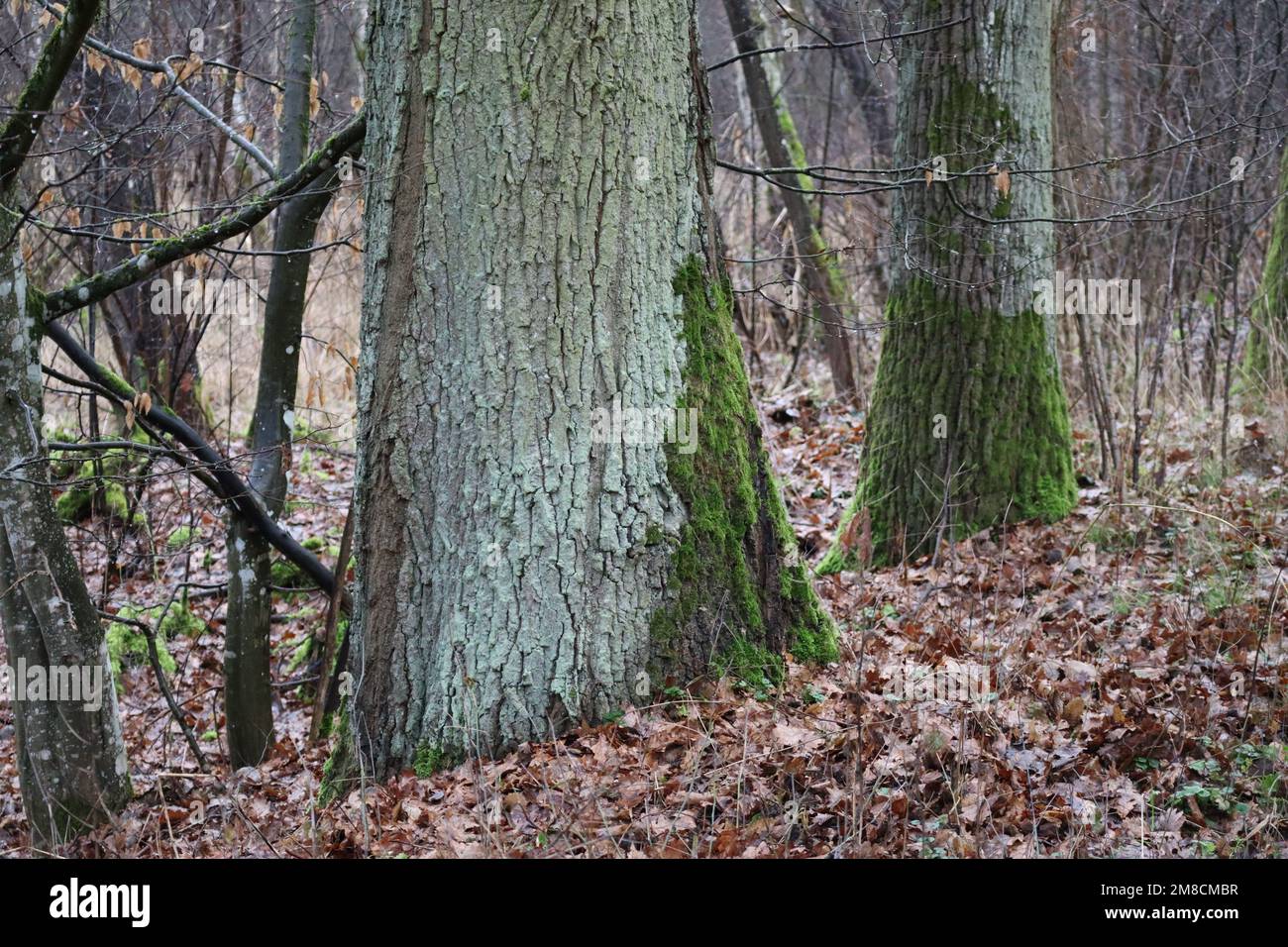 a thicker Trunk of an Oak tree Stock Photo - Alamy