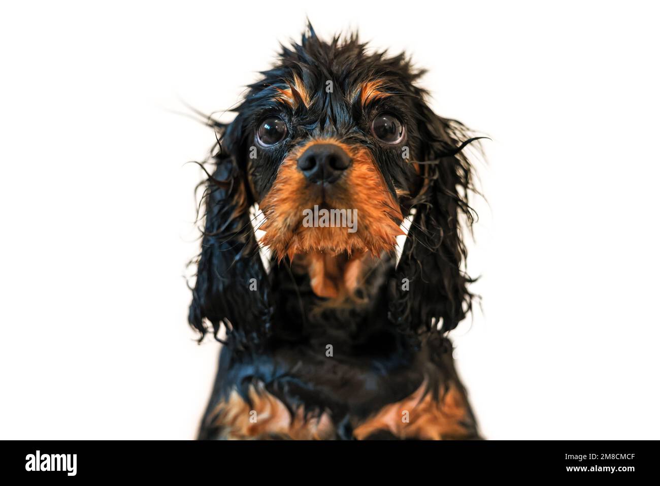 Wilberforce the black and tan Cavalier King Charles spaniel puppy takes ...