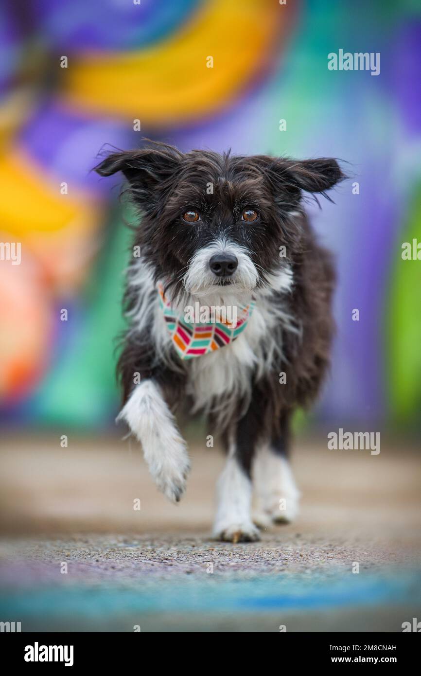 Cute chinese chrested powderpuff dog on colorful background running to ...