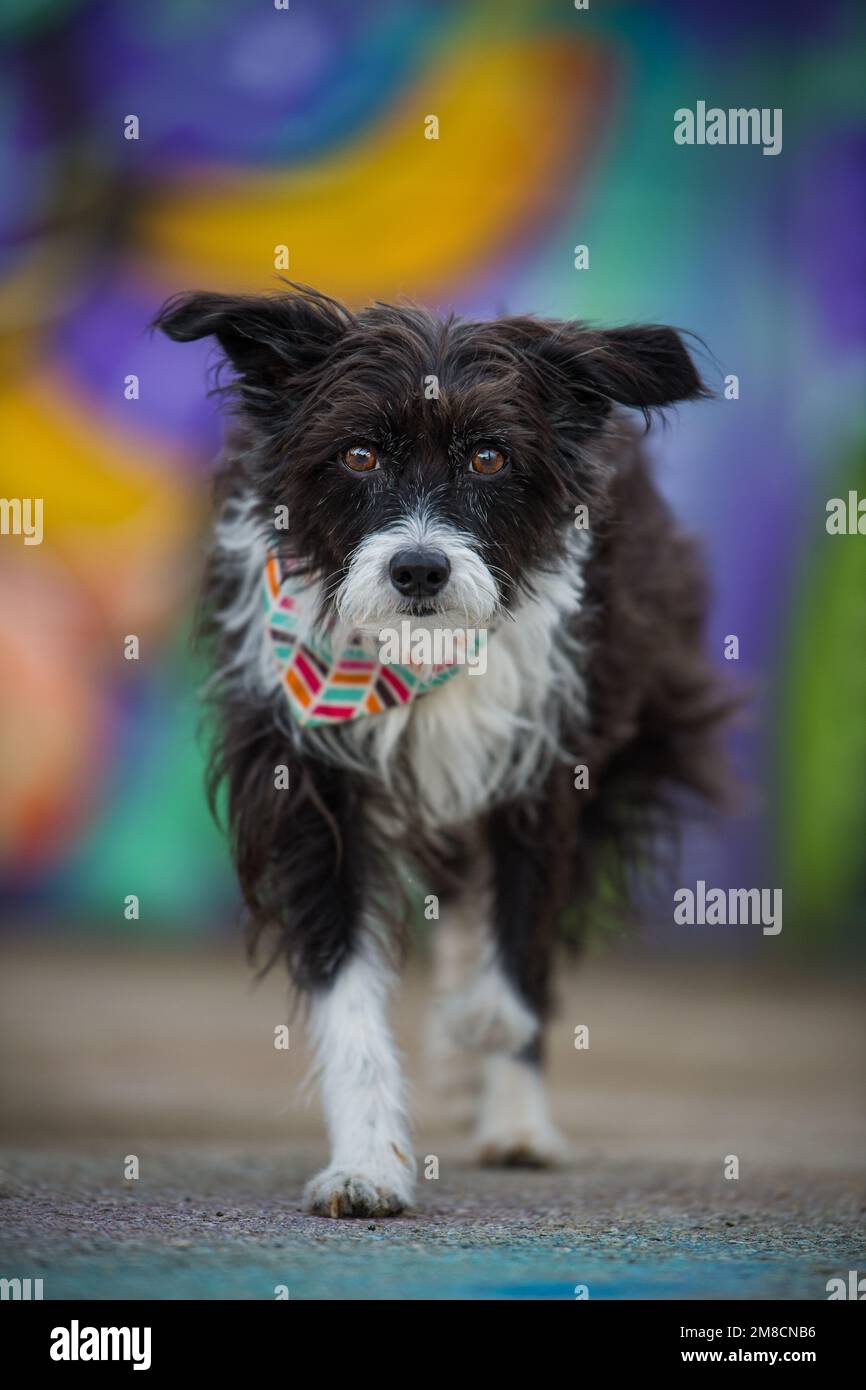 Cute chinese chrested powderpuff dog on colorful background running to ...