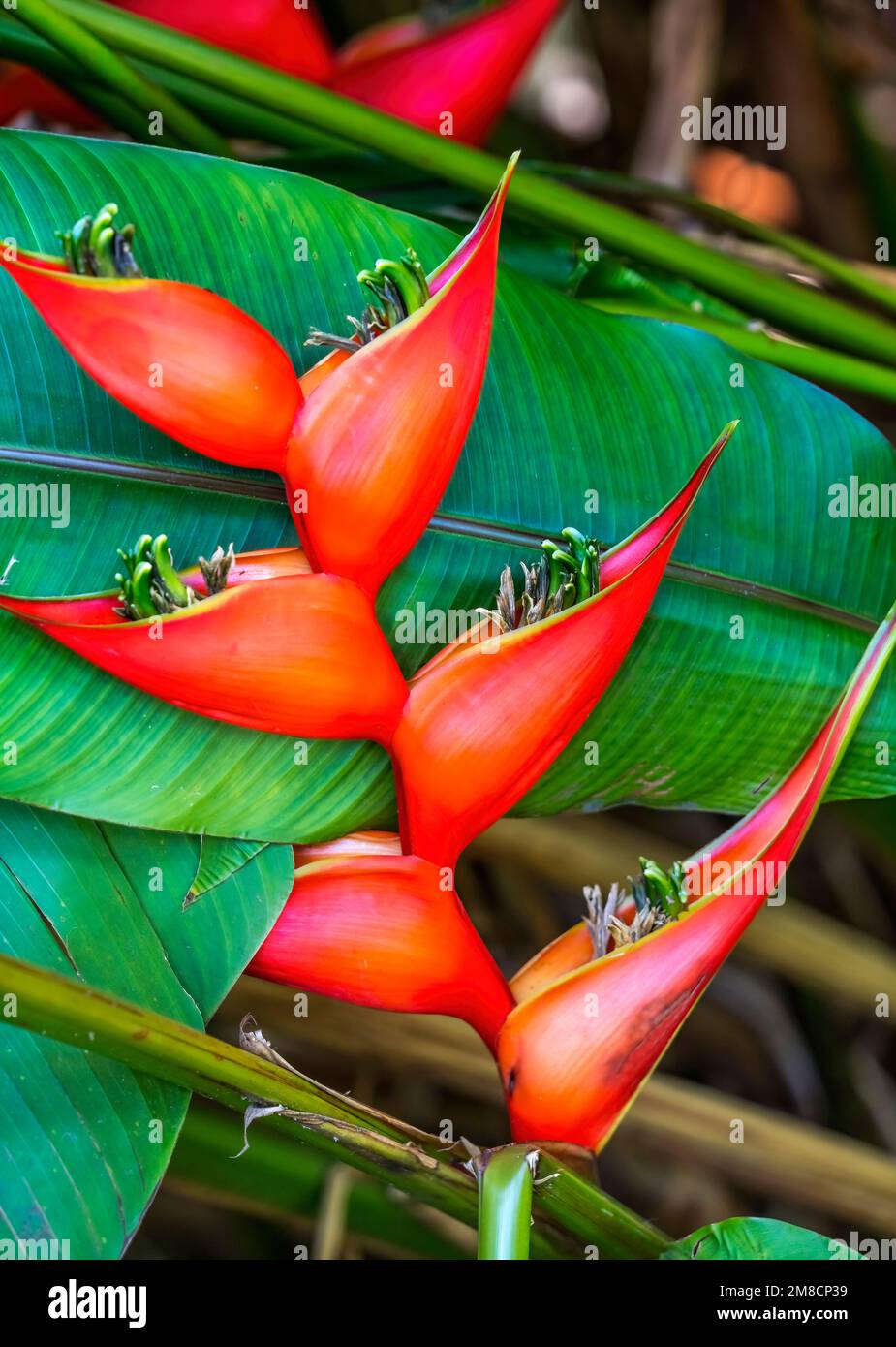 Red Flowers Hanging Lobster Claws Heliconia Rostrata Green Leaves ...
