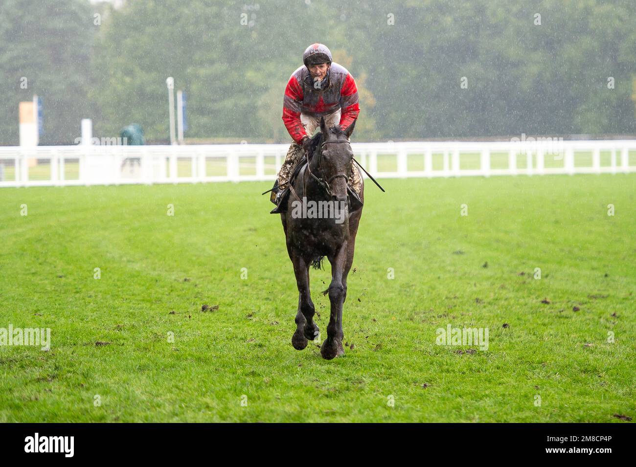 Count d'orsay horse hi-res stock photography and images - Alamy