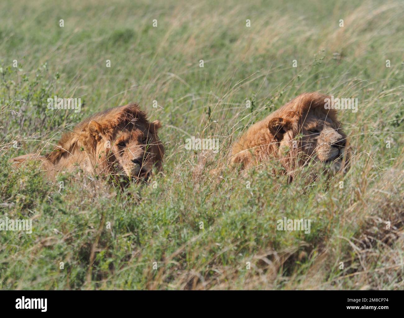 Nyabogati, Tanzania. 24th Sep, 2022. Two lions (Panthera leo) wait in ...