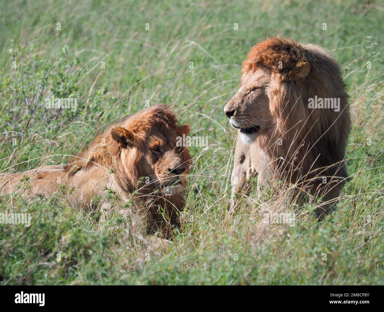 Nyabogati, Tanzania. 24th Sep, 2022. Two lions (Panthera leo) wait in ...