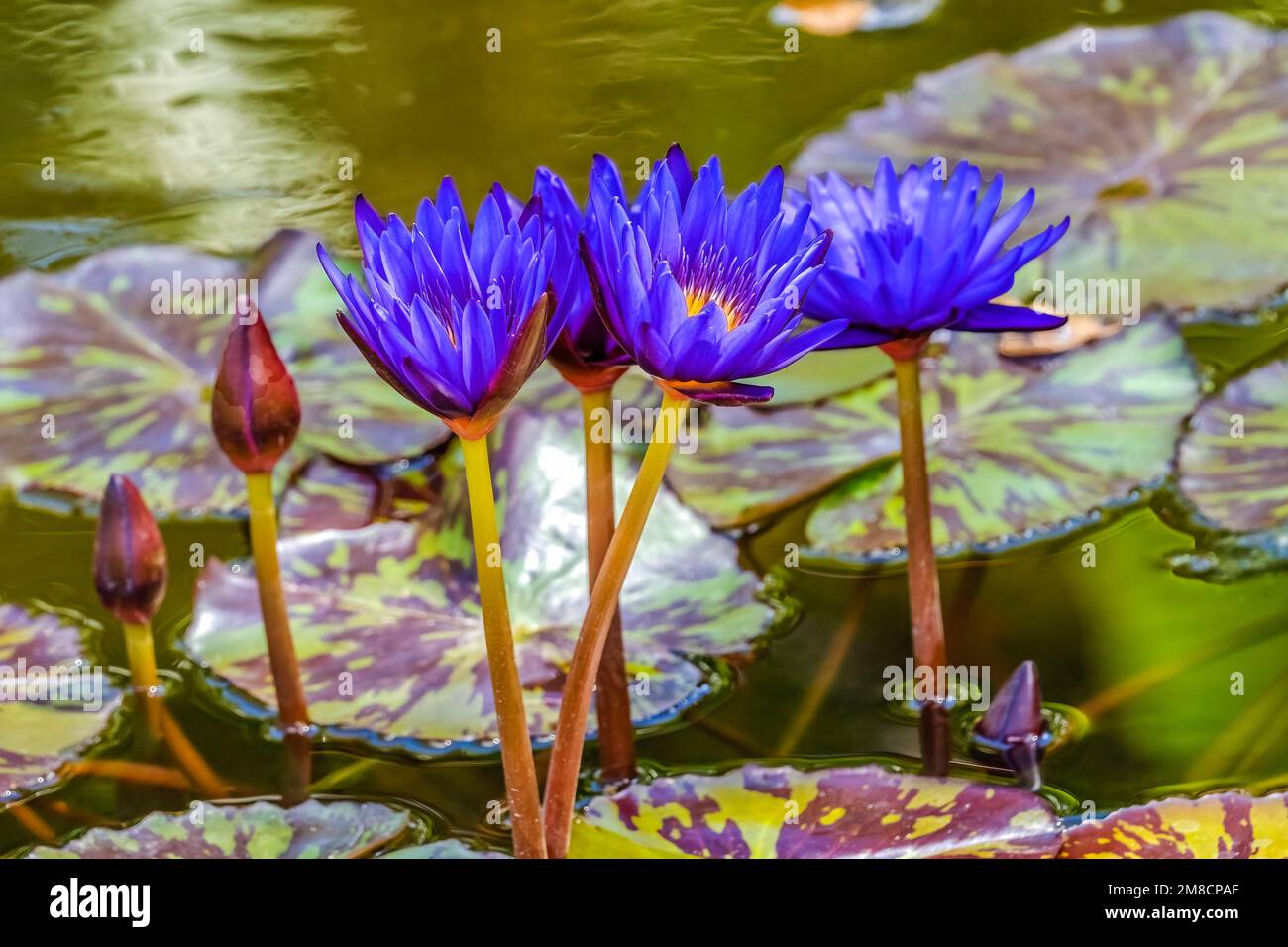 Blue Flower Nymphea King Water Lily Green Pads Fairchild Garden Coral ...