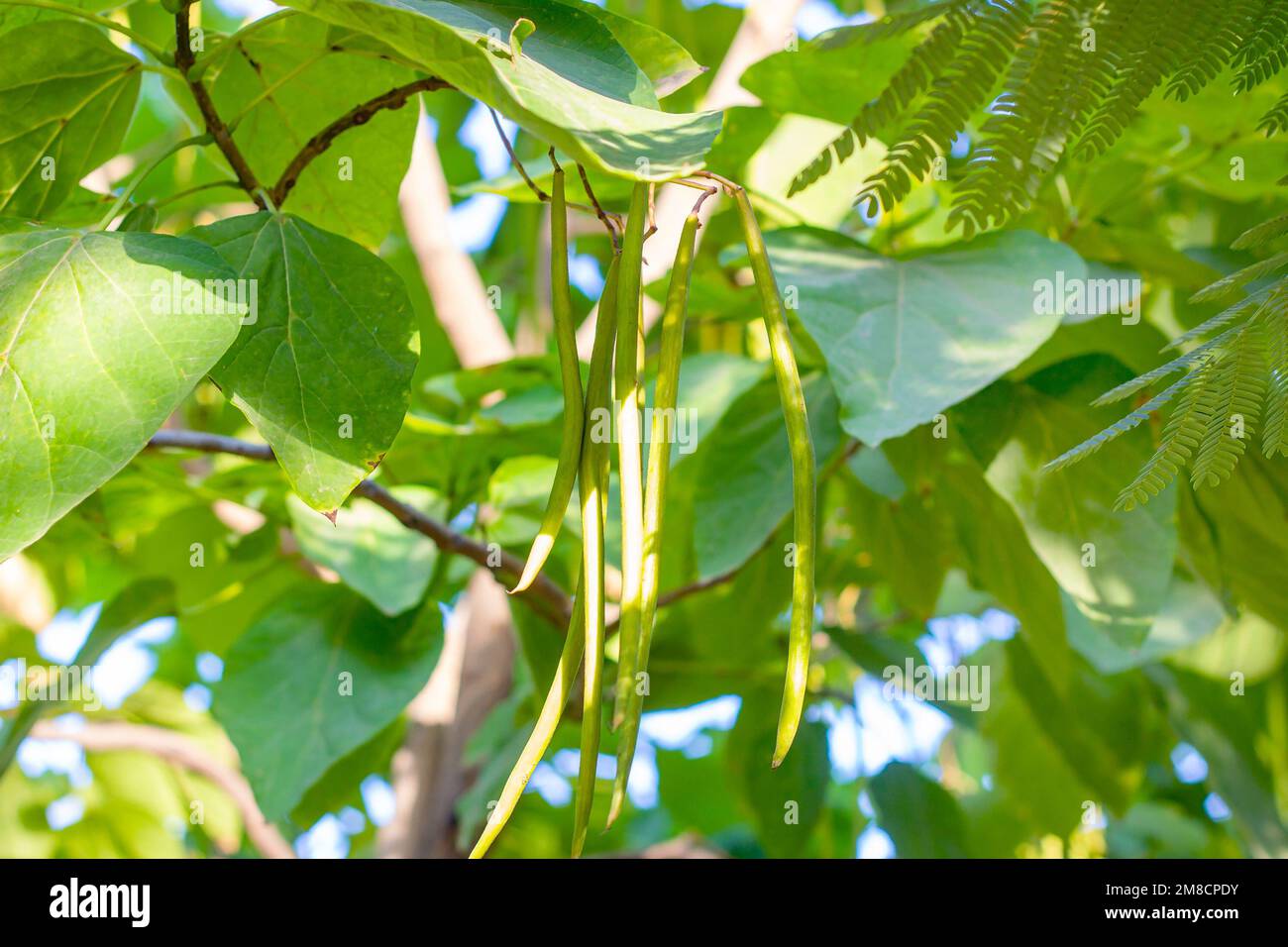 Bright green Catalpa tree leaves and seed pods in the garden in summer ...