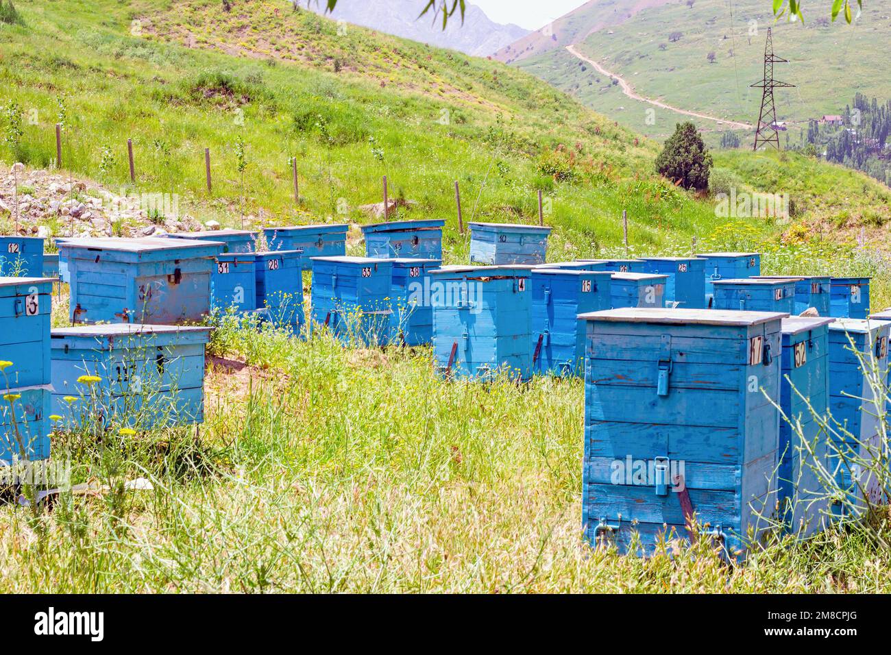 Many blue bee hives in the field on the country farm on the sunny ...