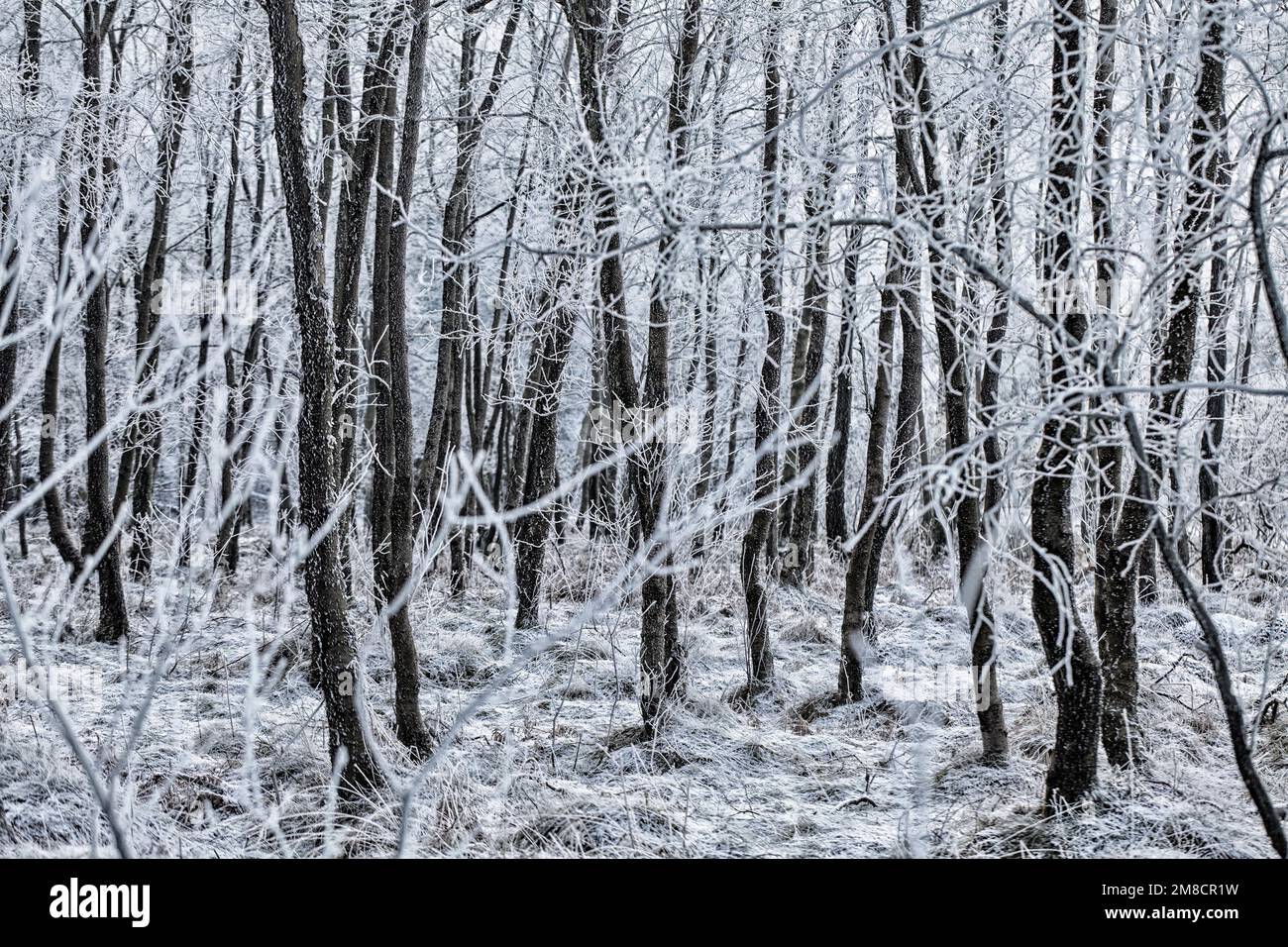Frosted ice trees in hi-res stock photography and images - Alamy