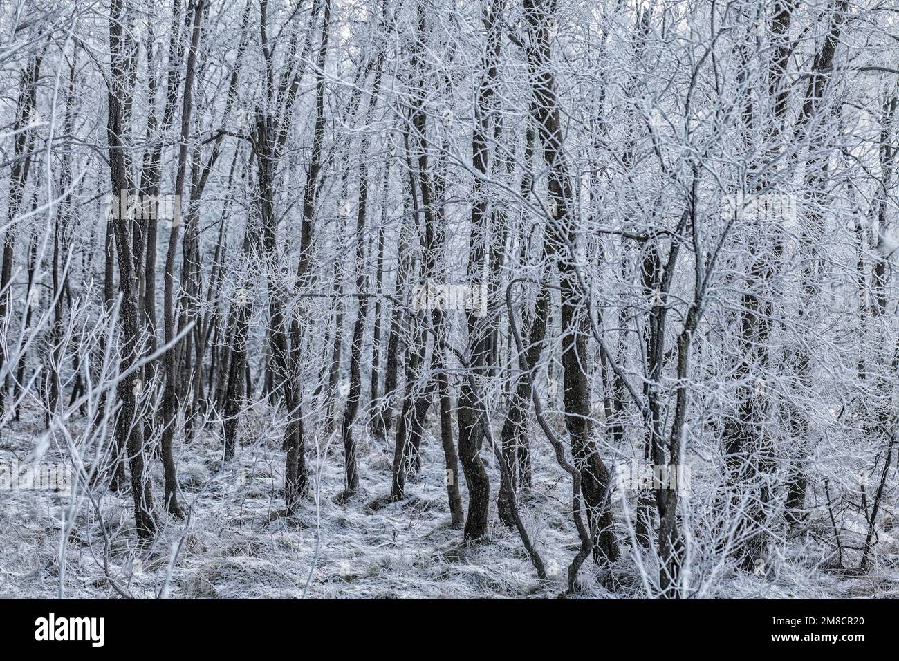 Tree branches hoarfrost in frosty hi-res stock photography and images ...